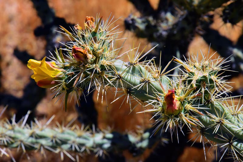Cholla Buds Cactus, Close Up, Sonora Desert, Mid Spring Stock Photo ...