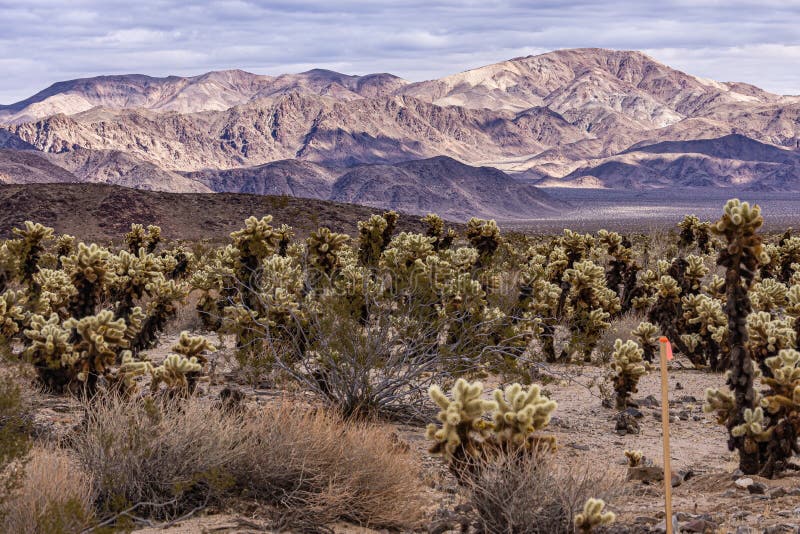 Cholla Cacti in Front of Mountain Range in Joshua Tree National Park ...