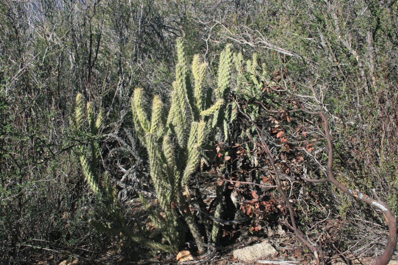 Cholla cacti stock image. Image of sharp, panorama, nature - 85940623