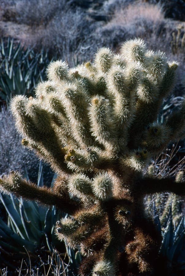Cholla Cactus stock photo. Image of cholla, flowers, flora - 18592268
