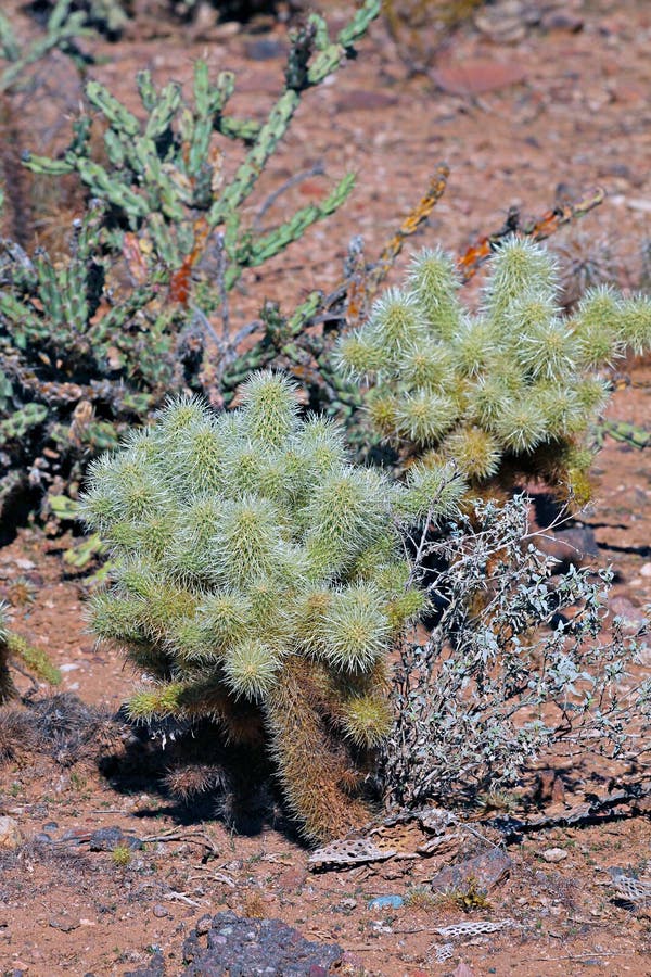 Jumping Or Teddy Bear Cholla Cactus In Arizona's Sonoran Desert Stock ...