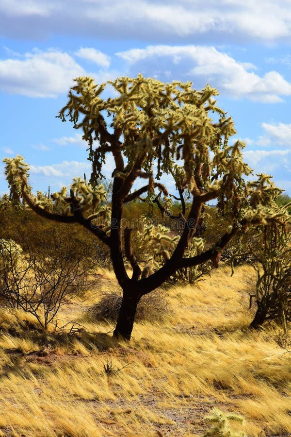 Cholla Cactus, Sonora Desert, Mid Spring in Blossom Stock Photo - Image ...