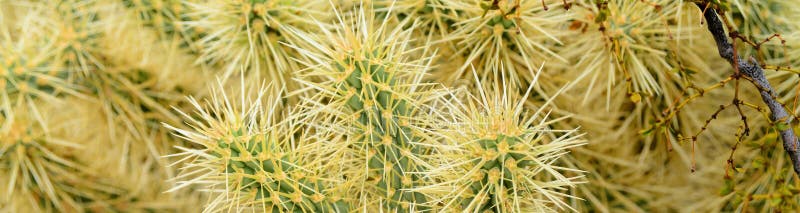 Cholla Cactus, Close Up, Sonora Desert, Mid Fall Stock Photo - Image of ...