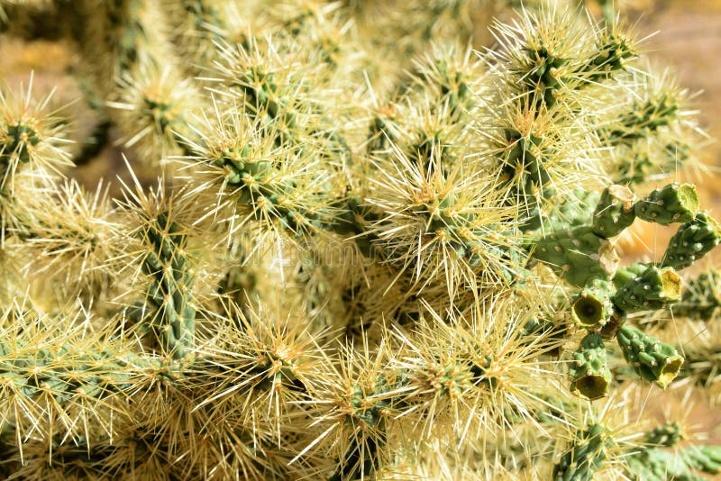 Cholla Cactus, Close Up, Sonora Desert, Mid Spring Stock Image - Image ...