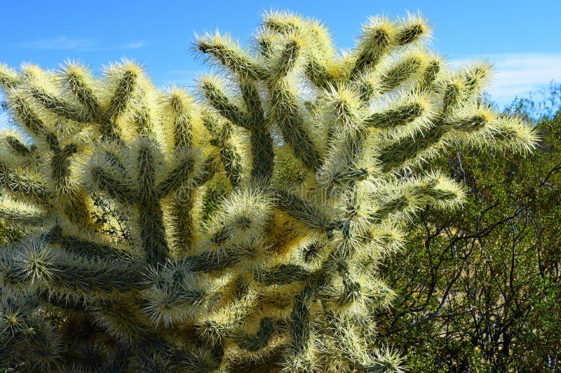 Cholla Cactus, Close Up, Sonora Desert, Mid Spring Stock Photo - Image of desolate, arizona ...