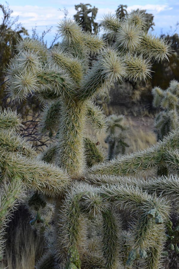 Cholla Cactus, Sonora Desert, Mid Spring in Blossom Stock Photo - Image ...