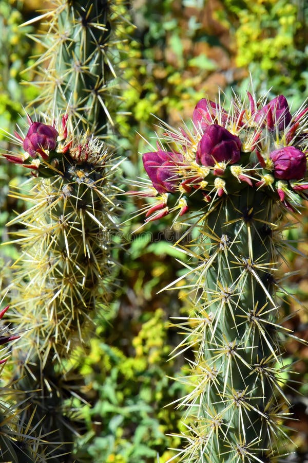 Cholla Cactus, Close Up, Sonora Desert, Mid Spring Flower Buds Stock ...