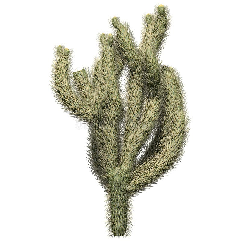 Cholla Cactus Front View Isolated on White Background Stock Image ...