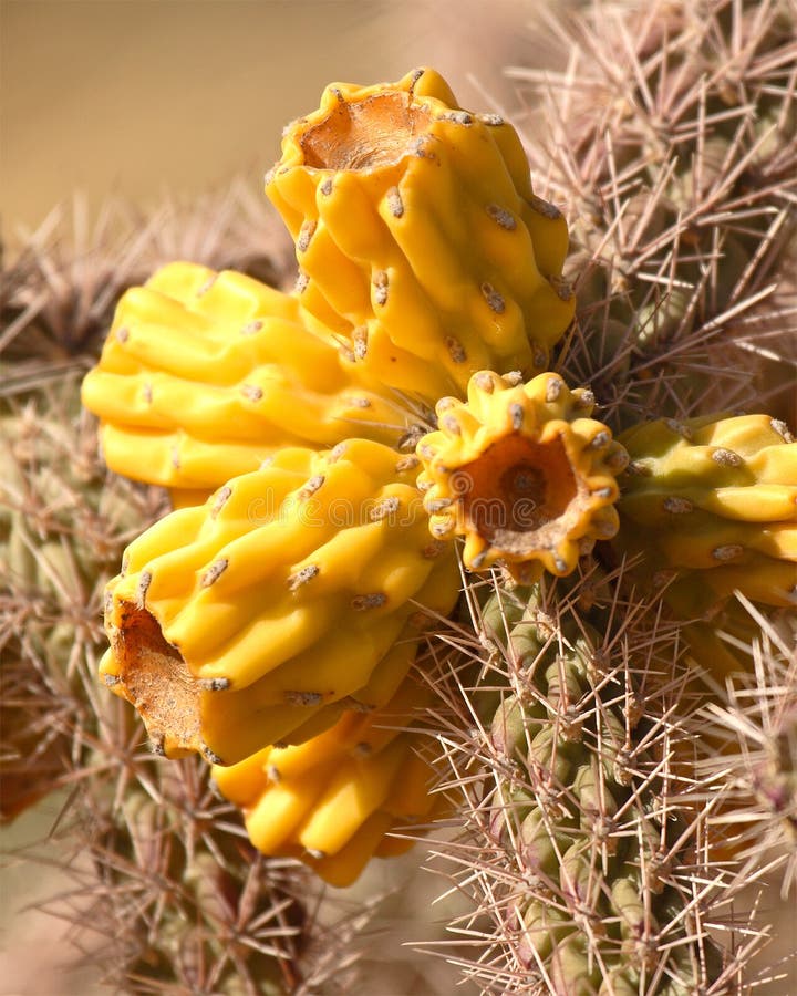 Cholla Cactus Fruit stock image. Image of apache, spring - 33430125