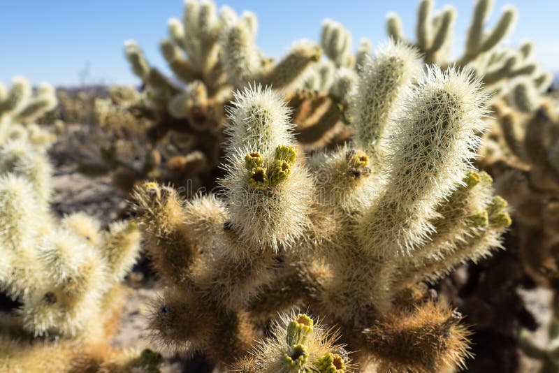 Cholla cactus with fruit stock image. Image of tree, outdoors - 71387449