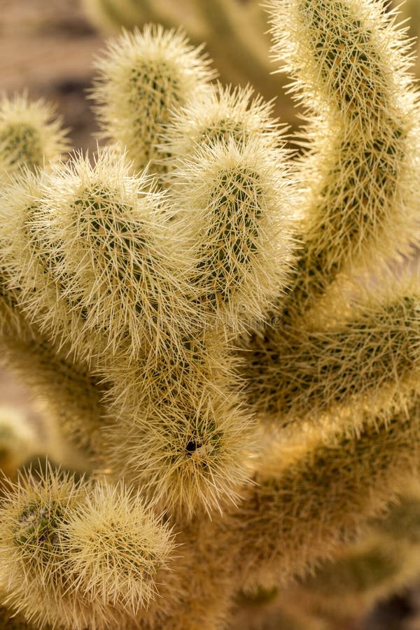 Cholla Cactus stock image. Image of green, plant, nature - 67879631