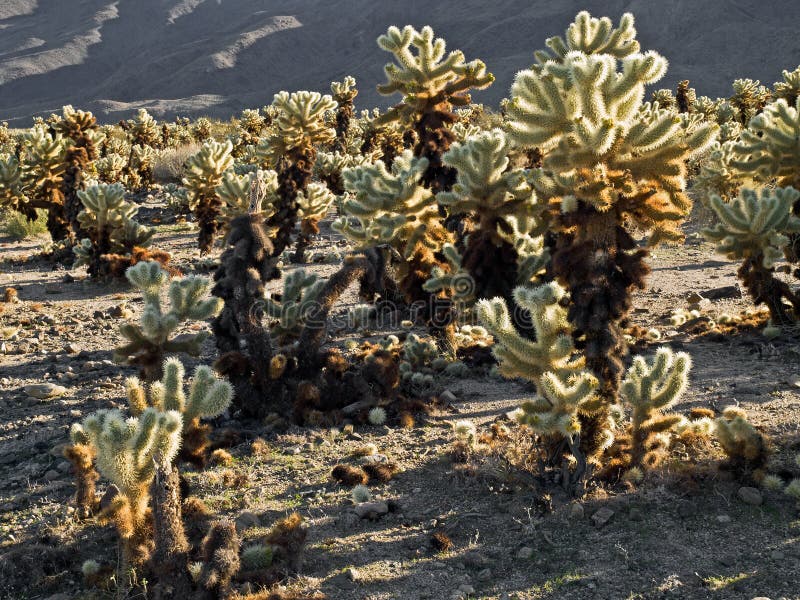 Cholla Cactus Garden in Joshua Tree National Park Stock Photo - Image ...