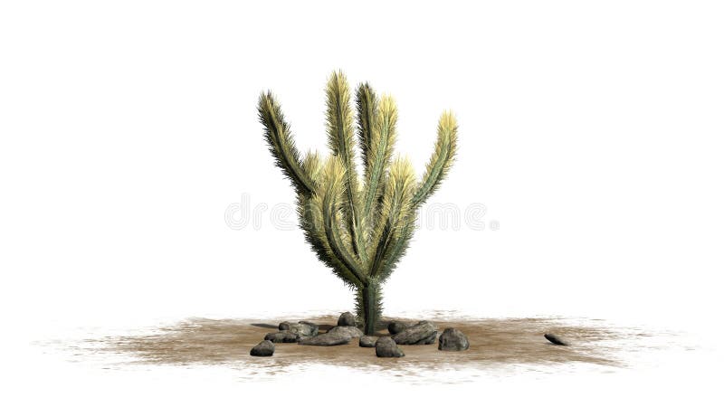 Cholla Cactus Stock Illustrations – 426 Cholla Cactus Stock ...