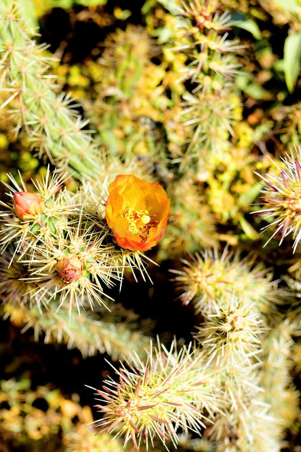 Cholla Cactus, Sonora Desert, Mid Spring in Blossom Stock Photo - Image ...