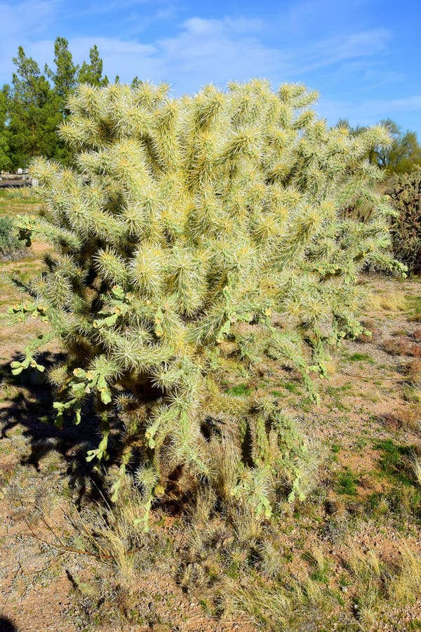 Cholla Cactus, Sonora Desert, Mid Spring Stock Photo - Image of ...