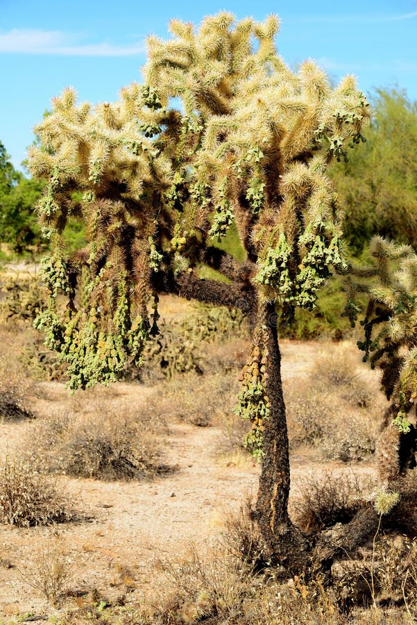 Cholla Cactus, Sonora Desert, Mid Spring Stock Photo - Image of cholla ...