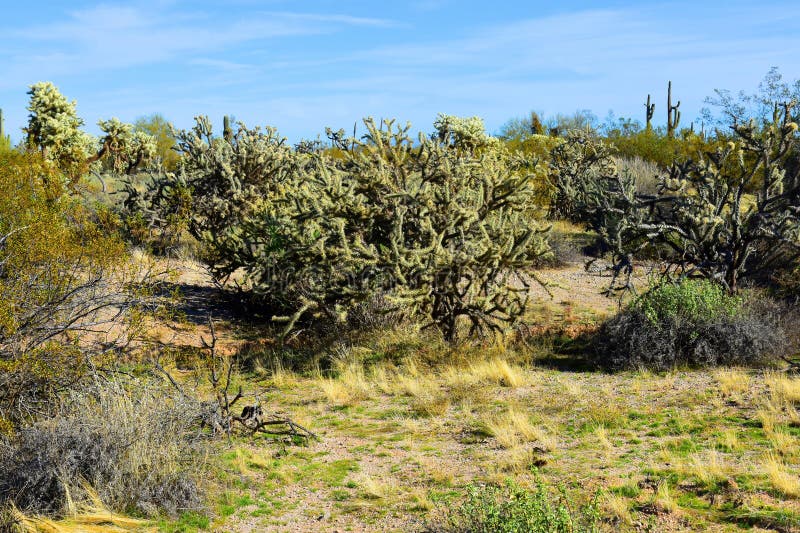 Cholla Cactus, Sonora Desert, Mid Spring Stock Image - Image of open ...