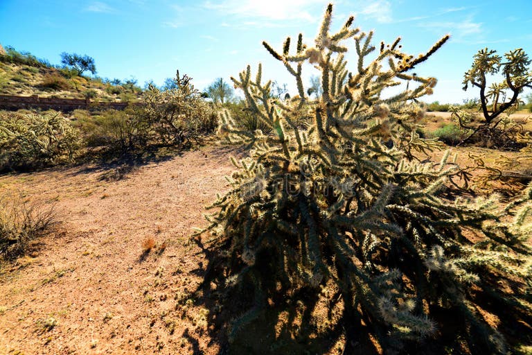 Cholla Cactus, Sonora Desert, Mid Spring Stock Image - Image of ...