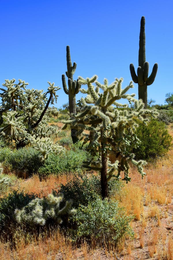 Cholla Cactus, Sonora Desert, Mid Spring Stock Image - Image of cactus ...