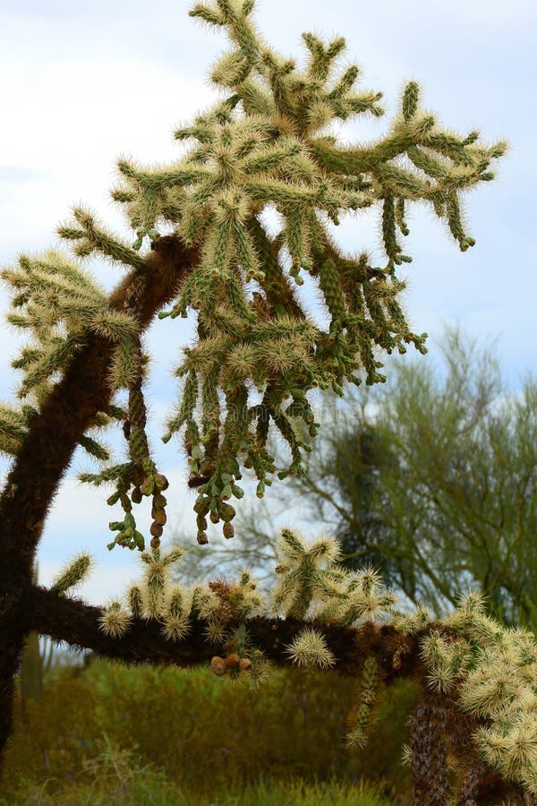 Cholla Cactus, Sonora Desert, Mid Spring in Blossom Stock Photo - Image ...