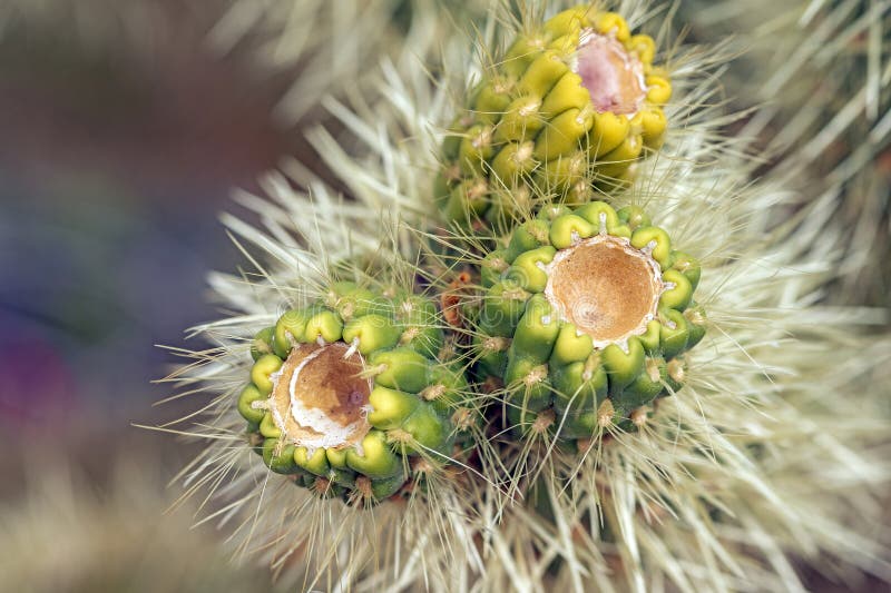Cholla Fruit in the Springtime Stock Photo - Image of desert, borrego ...