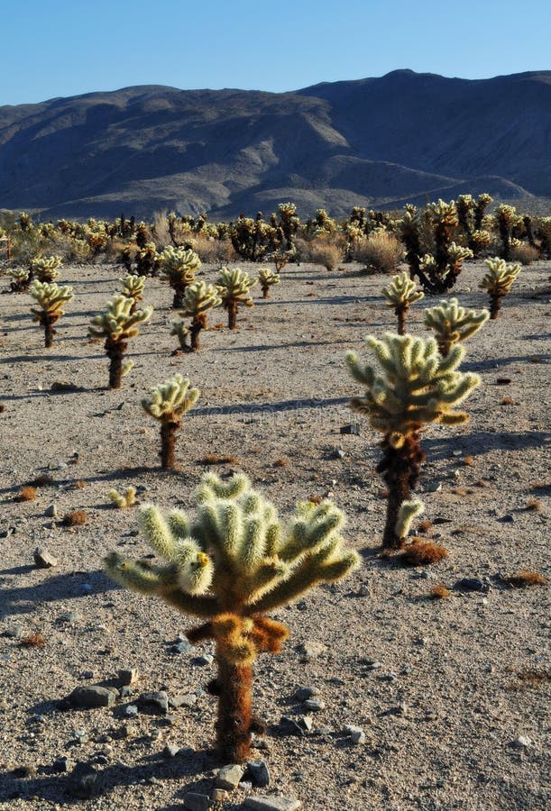 Cholla Cactus Garden, Joshua Tree National Park Stockfoto - Bild von ...