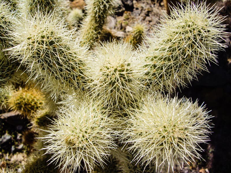 Cholla Spines stock photo. Image of glow, cholla, cacti - 31399512