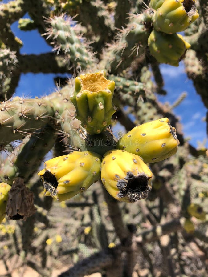 Cholla tree stock photo. Image of climate, fruit, plants - 207962566