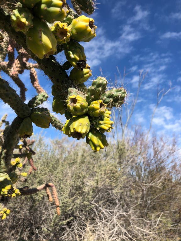 Cholla tree stock image. Image of plant, park, trees - 207962583