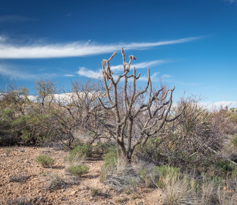 Cholla tree stock photo. Image of daylight, blue, high - 207991540