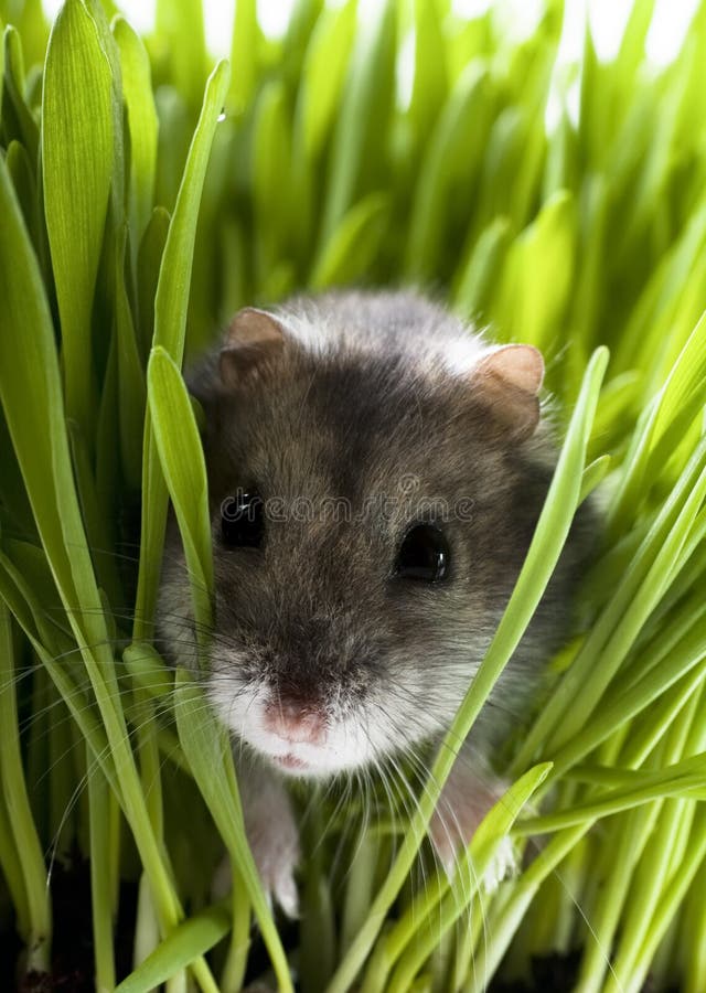 1,753 Chomika zdjęć stockowych - bezpłatne i z licencją Royalty Free od ...