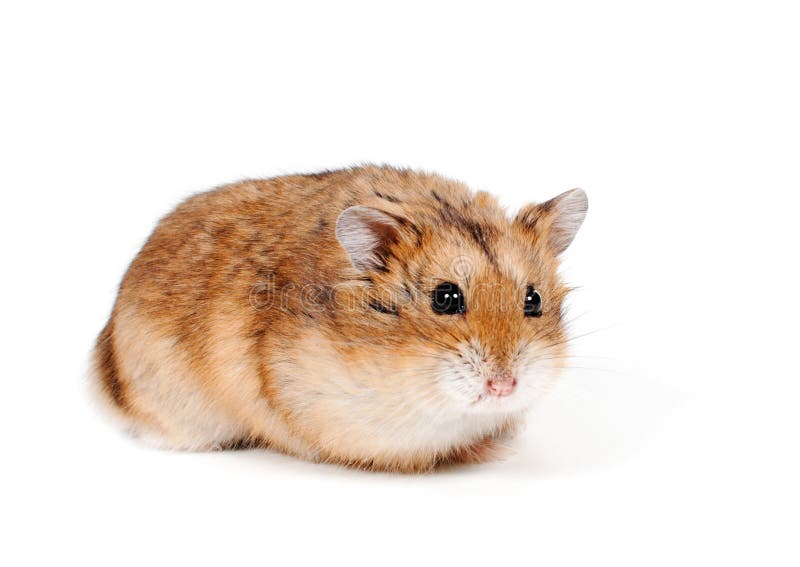 Chomik obraz stock. Obraz złożonej z zbliżenie, ciekawski - 15187089