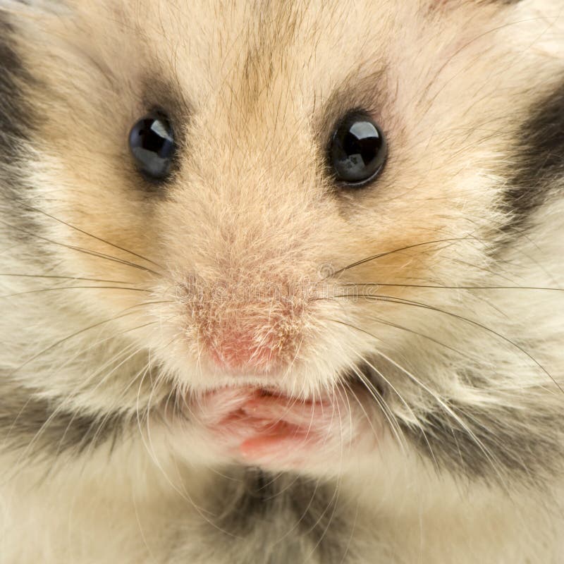 Chomik zdjęcie stock. Obraz złożonej z ciekawy, łapy, twarz - 2331834