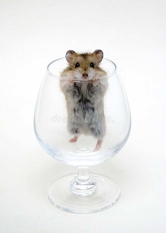 Śmieszny chomik obraz stock. Obraz złożonej z ssak, łasowanie - 8186377