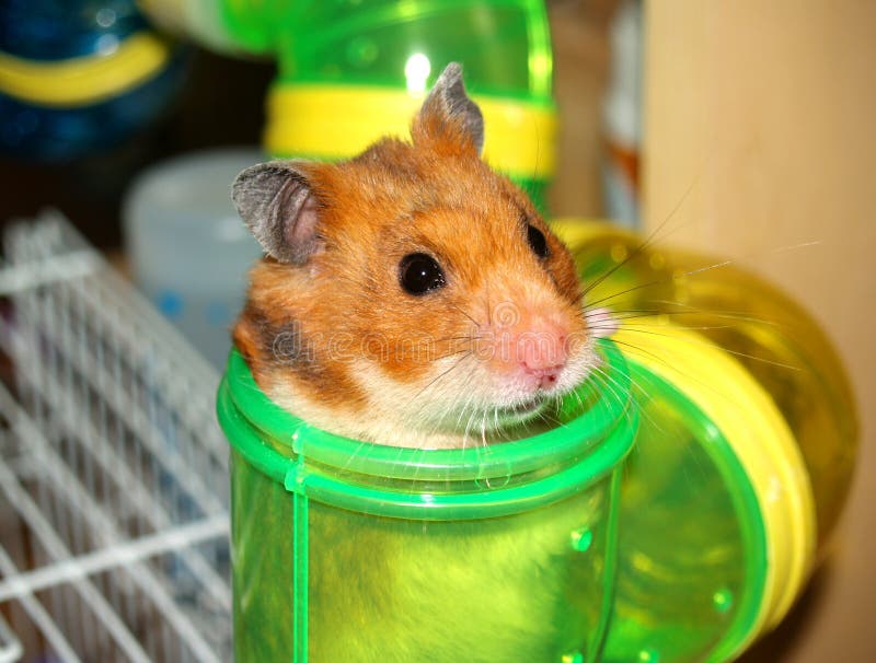 1,753 Chomika zdjęć stockowych - bezpłatne i z licencją Royalty Free od ...