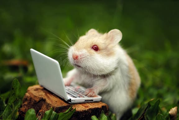 Chomik przy biurem obraz stock. Obraz złożonej z chomik - 72442355