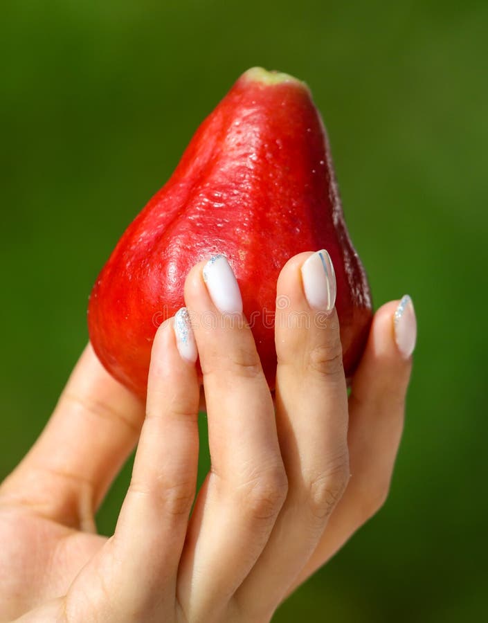 Chompu in the Girlâ€™s Hand Stock Photo - Image of wooden, eating ...