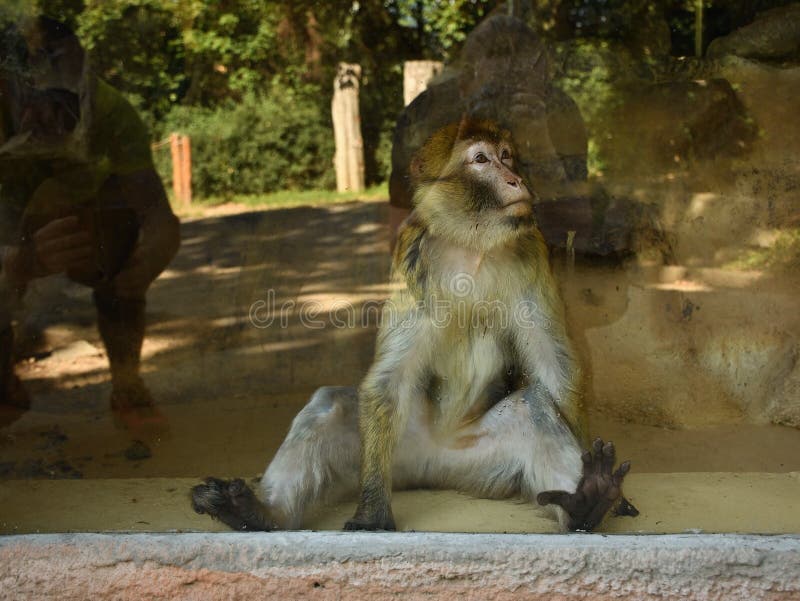 Chomutov, Czech Republic - August 09, 2019: Monkey Posing in Window in ...