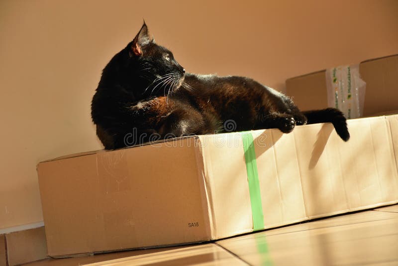 Chomutov, Czech Republic - September 30, 2018: Black Cat Violka Resting ...
