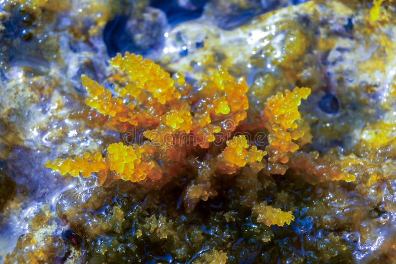 264 Rhodophyta Algae Stock Photos - Free & Royalty-Free Stock Photos ...