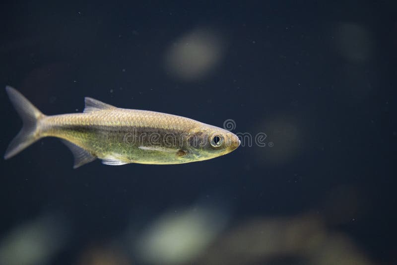 Common Nase (Chondrostoma Nasus) Stock Photo - Image of natural ...