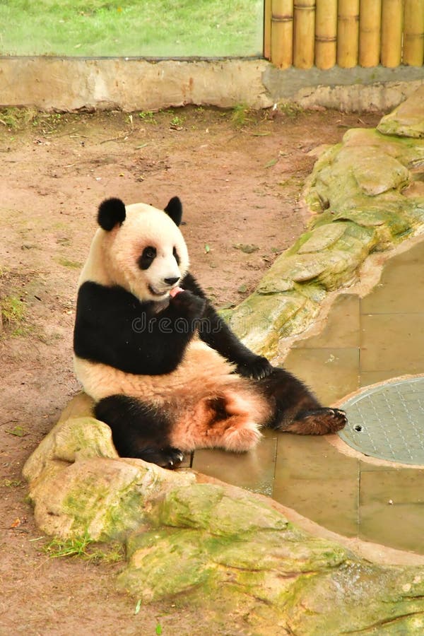 Chongqing China - November 6 2024 : Zoo Stock Photo - Image of touristy ...