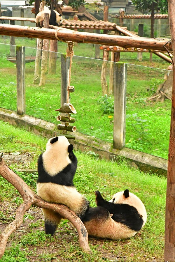 Chongqing China - November 6 2024 : Zoo Editorial Stock Image - Image ...