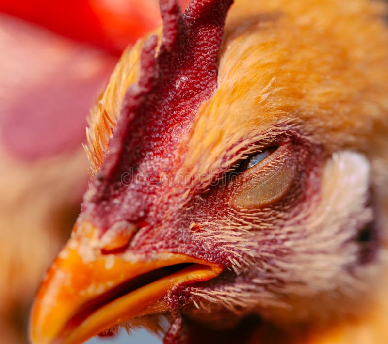 Chook s head stock photo. Image of bird, people, brown - 48573088
