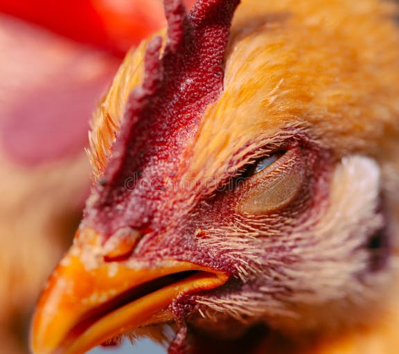 Chook s head stock photo. Image of bird, people, brown - 48573088