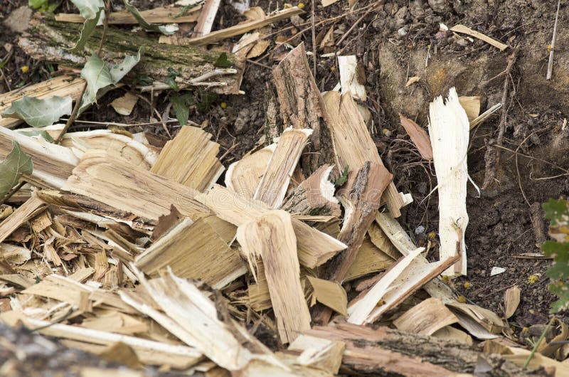 Chooped wood stock photo. Image of gloves, autumn, leisure - 40123556