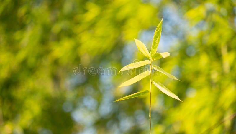 Choose a Focus Where Girls, Kid Girls and Boys Aged 4 To 9 are Helping ...