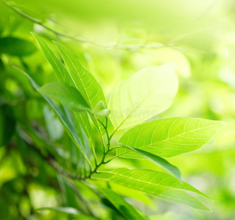 Choose the Focus Point on the Leaf,the Leaves are Fresh Green with Copy ...