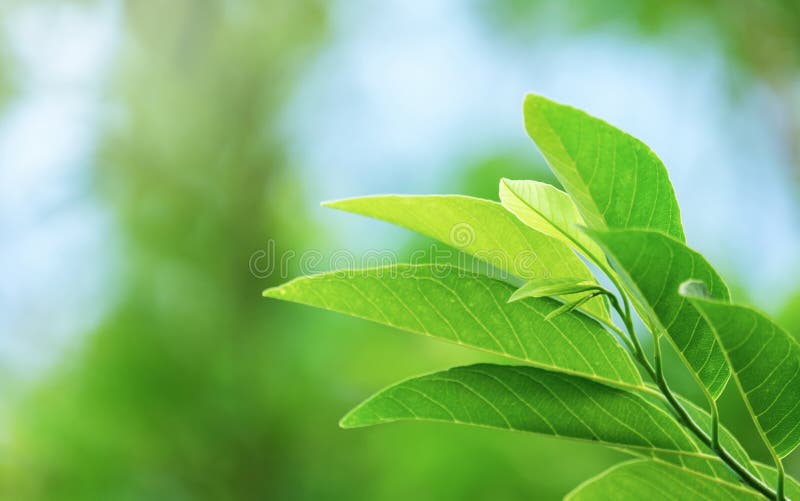 Choose the Focus Point on the Leaf,the Leaves are Fresh Green with Copy ...