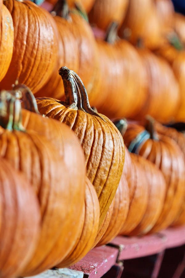 Choosing a Pumpkin stock photo. Image of symbol, nature - 16578570
